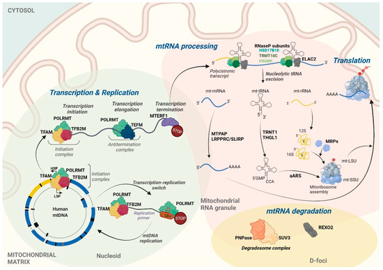 Human Mitochondrial RNA Processing and Modifications: Overview