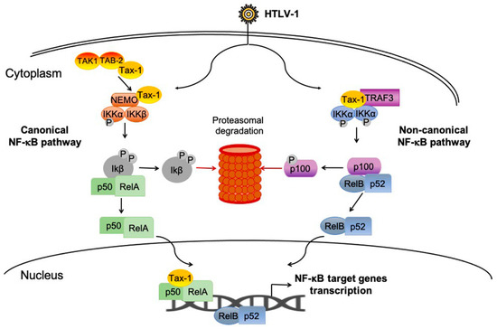 HTLV-1 Infection and Pathogenesis: New Insights from Cellular and ...