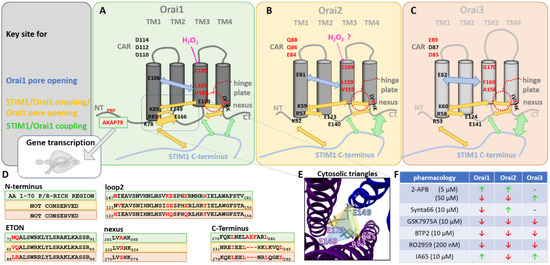 Isoform-Specific Properties of Orai Homologues in Activation ...