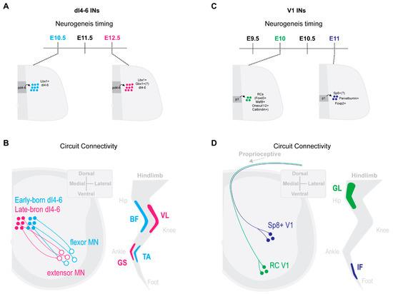 The Temporal Mechanisms Guiding Interneuron Differentiation in the ...
