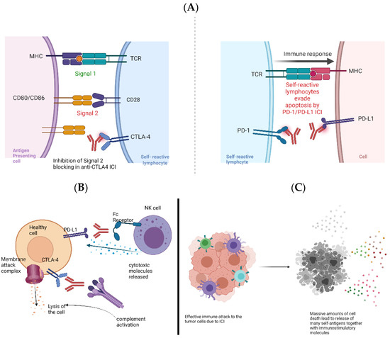 Autoimmune Responses in Oncology: Causes and Significance