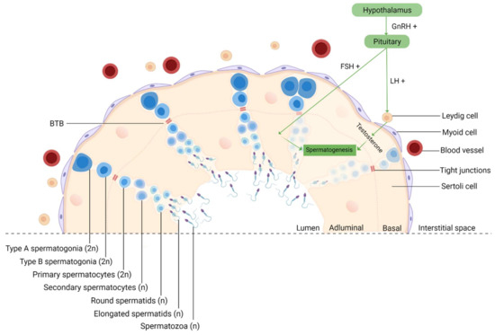 IJMS | Free Full-Text | Metal Oxide Nanoparticles: Evidence of Adverse ...