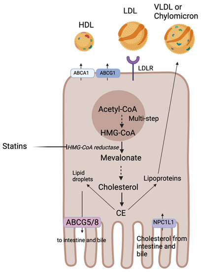 The Role of Gut Microbiota on Cholesterol Metabolism in Atherosclerosis