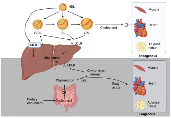 The Role of Gut Microbiota on Cholesterol Metabolism in Atherosclerosis