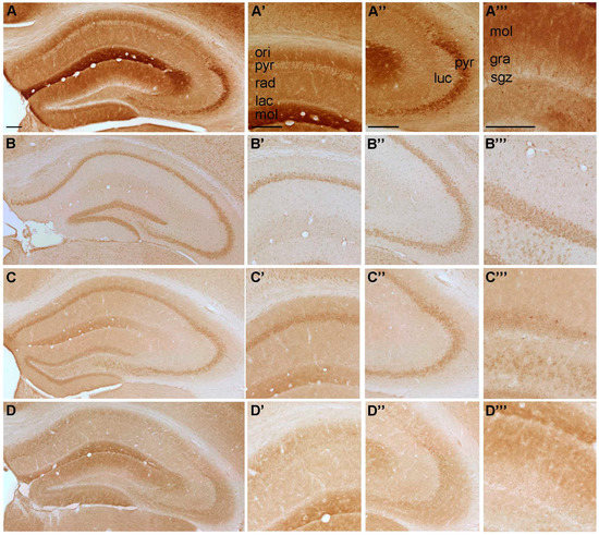 Analysis of Spatial and Temporal Distribution of Purinergic P2 ...