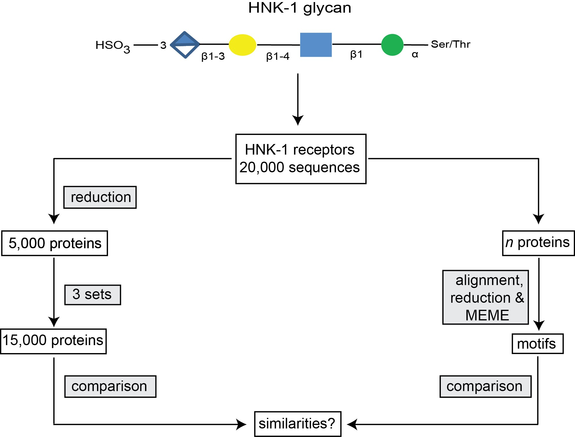 IJMS | Free Full-Text | Proteins Binding to the Carbohydrate HNK-1 ...