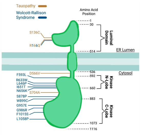 The Role of PERK in Understanding Development of Neurodegenerative Diseases