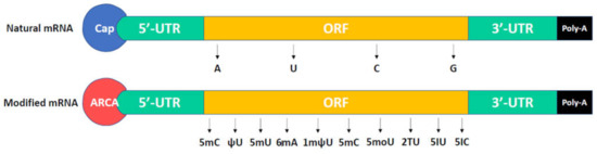 Application of Modified mRNA in Somatic Reprogramming to Pluripotency ...