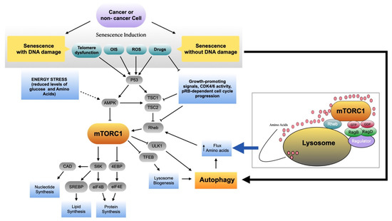 mTOR Activity and Autophagy in Senescent Cells, a Complex Partnership
