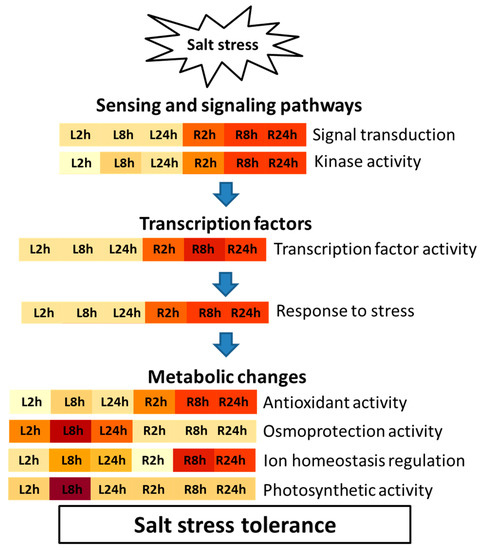 Transcriptomic Analysis of Salt-Stress-Responsive Genes in Barley Roots ...