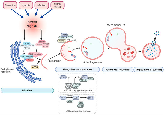 Mitochondrial Dynamics and Mitophagy in Skeletal Muscle Health and Aging