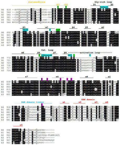 The EphB6 Receptor: Kinase-Dead but Very Much Alive