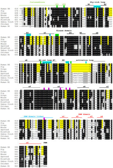 The EphB6 Receptor: Kinase-Dead but Very Much Alive
