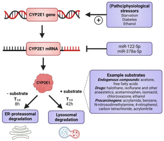 CYP2E1 in Alcoholic and Non-Alcoholic Liver Injury. Roles of ROS ...