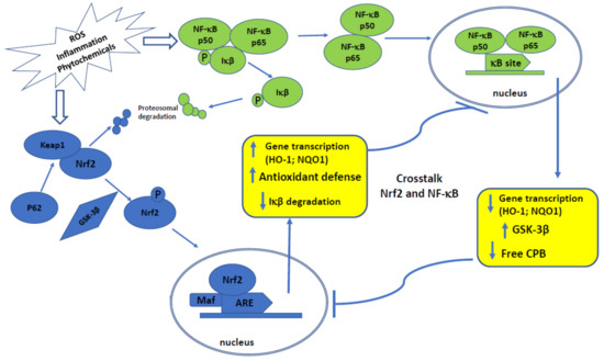 Modulation of Nrf2 and NF-κB Signaling Pathways by Naturally Occurring ...