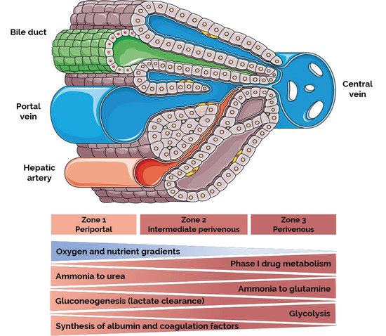 Generation of Hepatobiliary Cell Lineages from Human Induced ...