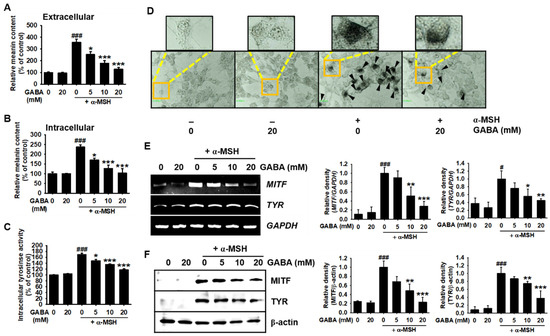 Gamma-Aminobutyric Acid (GABA) Inhibits α-Melanocyte-Stimulating ...