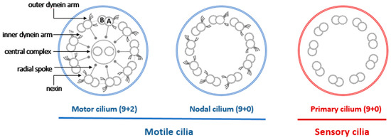 Emerging Genotype-Phenotype Relationships in Primary Ciliary Dyskinesia