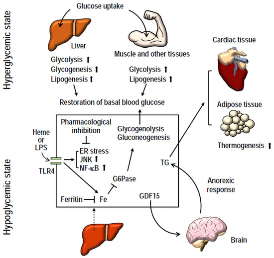 Cellular and Exosomal Regulations of Sepsis-Induced Metabolic Alterations
