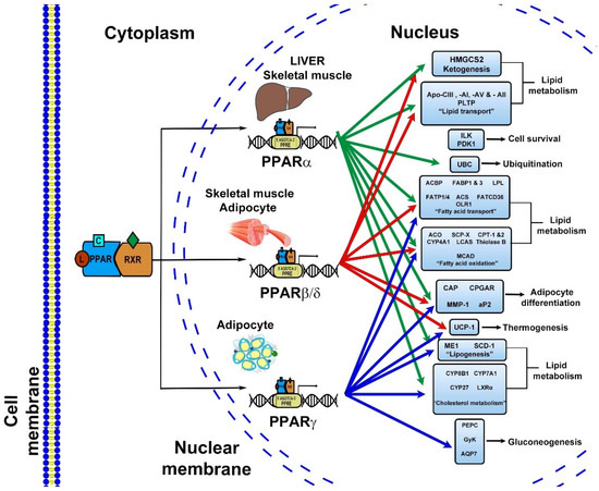 PPARs as Metabolic Sensors and Therapeutic Targets in Liver Diseases