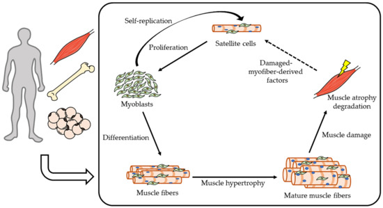 Natural Compounds Attenuate Denervation-Induced Skeletal Muscle Atrophy