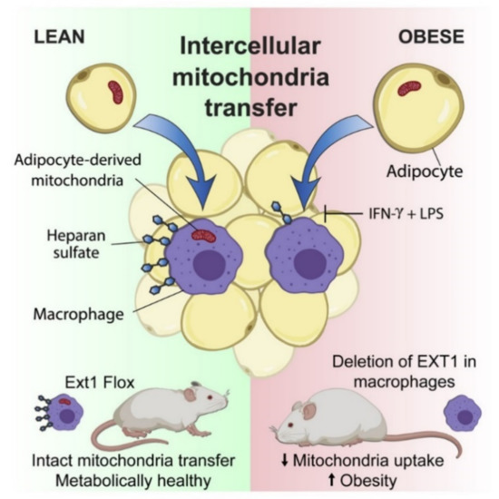 Mitochondria Can Cross Cell Boundaries: An Overview of the Biological ...