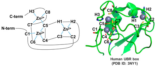 Signaling Pathways Regulated by UBR Box-Containing E3 Ligases