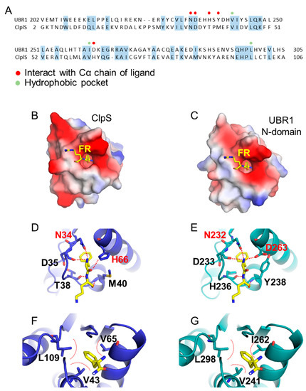 Signaling Pathways Regulated by UBR Box-Containing E3 Ligases