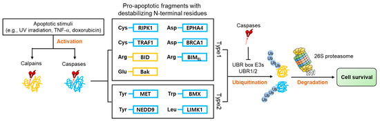 Signaling Pathways Regulated by UBR Box-Containing E3 Ligases