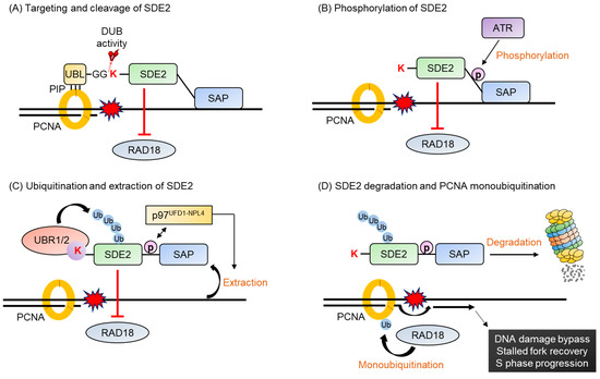 Signaling Pathways Regulated by UBR Box-Containing E3 Ligases