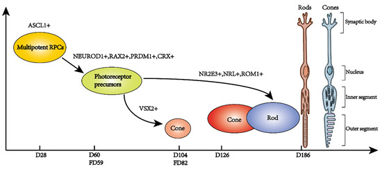 Regulatory Mechanisms of Retinal Photoreceptors Development at Single ...