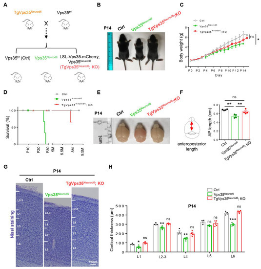 Expression of Low Level of VPS35-mCherry Fusion Protein Diminishes ...