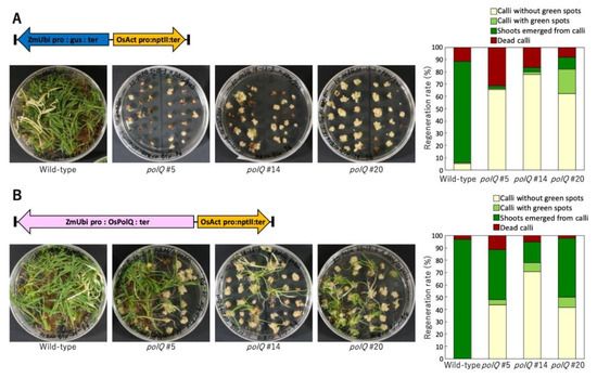 Plant DNA Repair and Agrobacterium T−DNA Integration