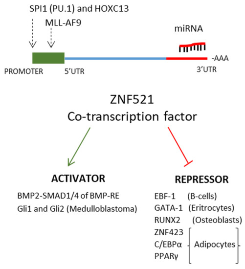 Regulatory Role of microRNAs Targeting the Transcription Co-Factor ...