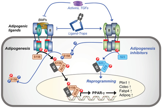 Smad2/3 Activation Regulates Smad1/5/8 Signaling via a Negative ...