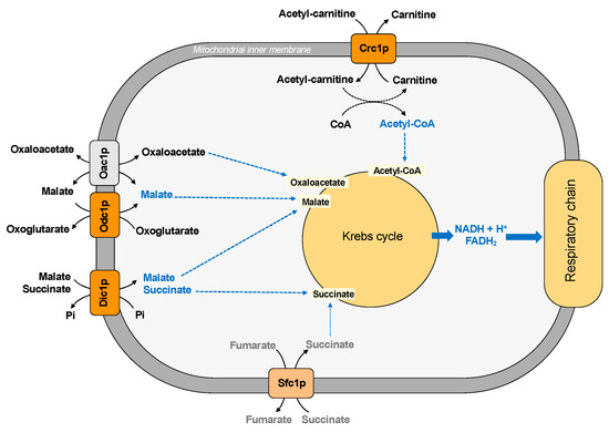 Mitochondrial Carriers and Substrates Transport Network: A Lesson from ...