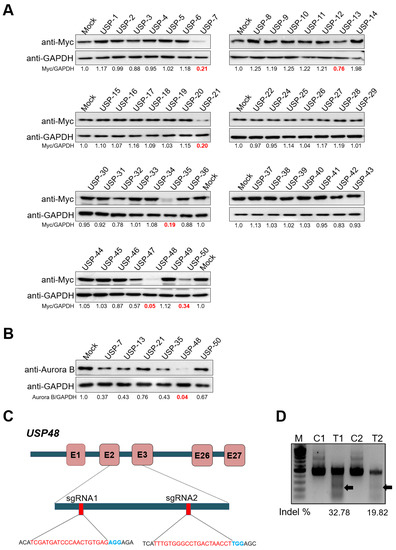 USP48 Governs Cell Cycle Progression by Regulating the Protein Level of ...