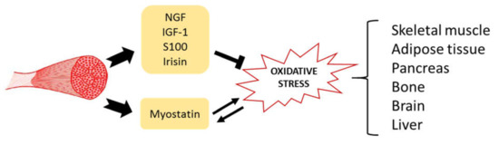 Biological Aspects of Selected Myokines in Skeletal Muscle: Focus on Aging