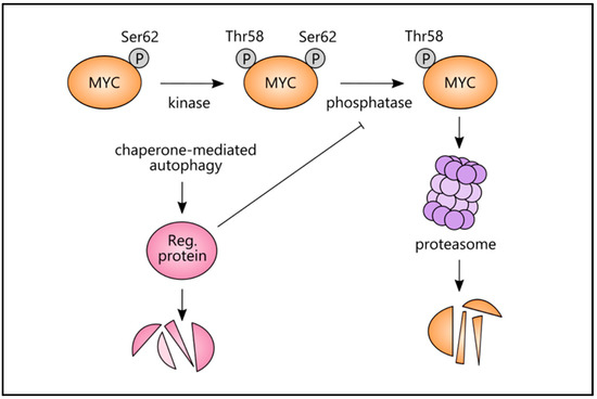 The Contribution of Autophagy and LncRNAs to MYC-Driven Gene Regulatory ...