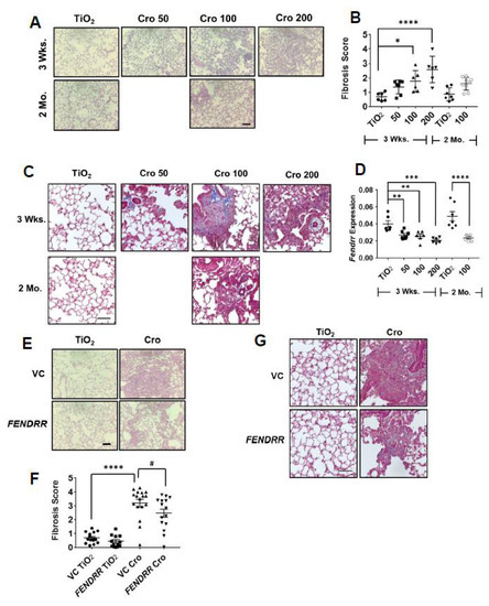 IJMS | Free Full-Text | Long Noncoding RNA FENDRR Inhibits Lung ...