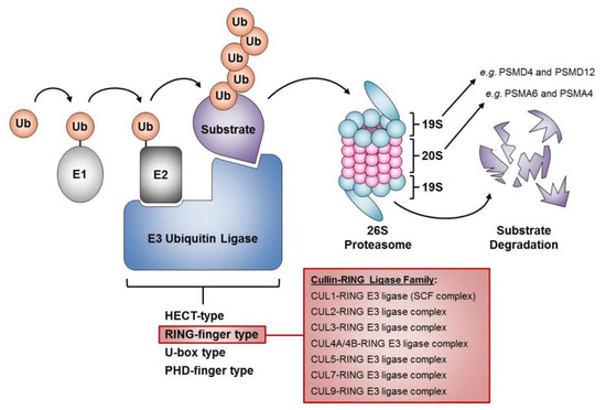 The SCF Complex Is Essential to Maintain Genome and Chromosome Stability