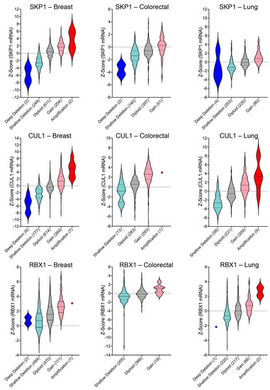 The SCF Complex Is Essential to Maintain Genome and Chromosome Stability