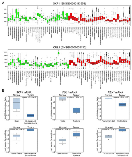 The SCF Complex Is Essential to Maintain Genome and Chromosome Stability