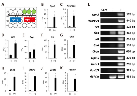 Ngn3-Positive Cells Arise from Pancreatic Duct Cells