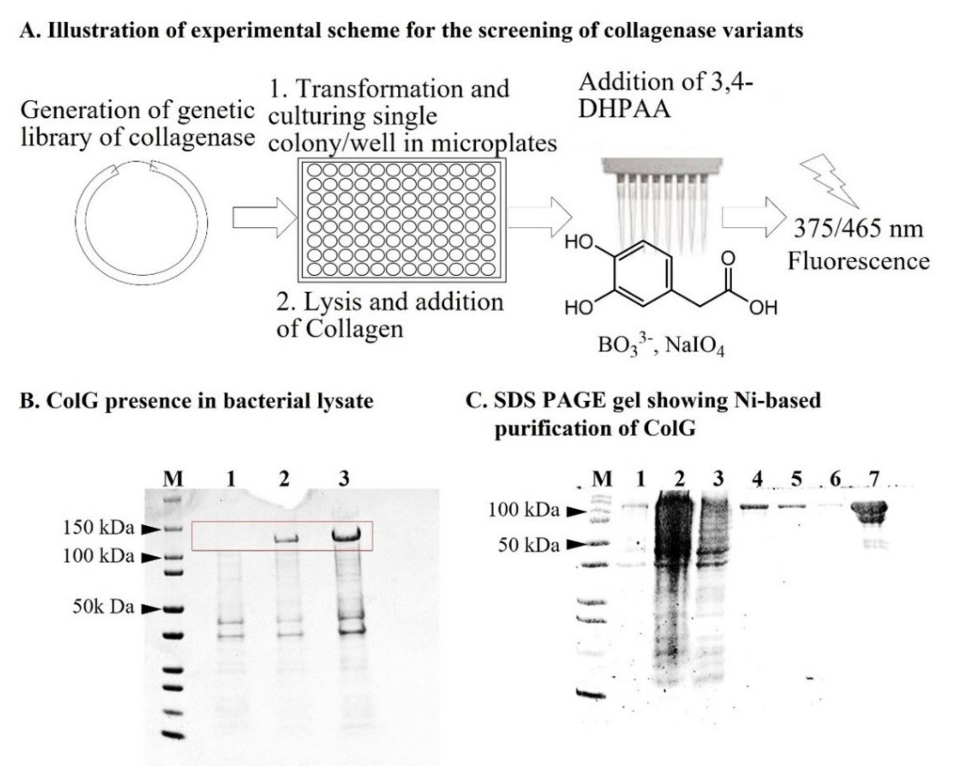 Screening Collagenase Activity in Bacterial Lysate for Directed Enzyme ...
