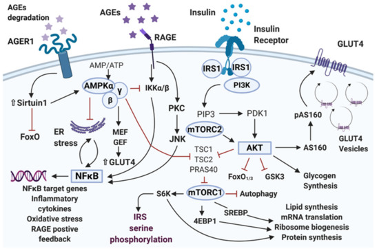 Insulin Signal Transduction Perturbations in Insulin Resistance