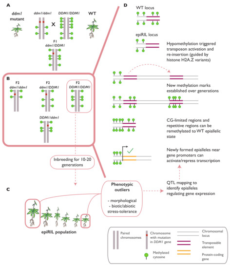 The Underlying Nature of Epigenetic Variation: Origin, Establishment ...