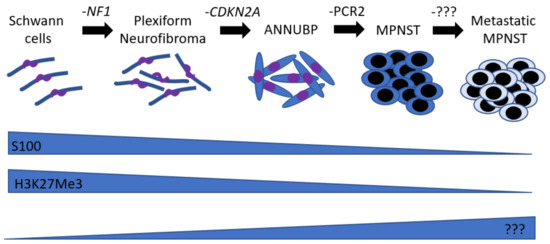 Toward Understanding the Mechanisms of Malignant Peripheral Nerve ...