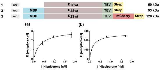 Optimizing the Expression of Human Dopamine Receptors in Escherichia coli