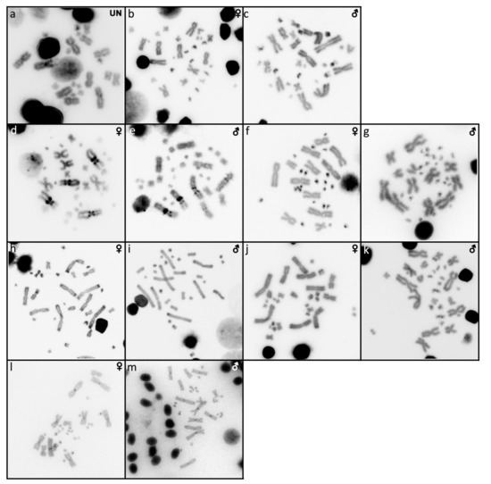Cytogenetically Elusive Sex Chromosomes in Scincoidean Lizards